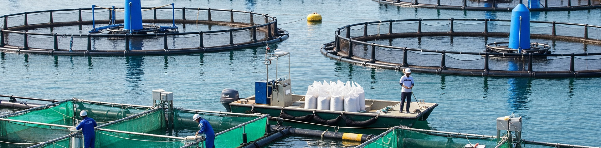 Ozone in Aquaculture Provides Healthy Aquafarming Solutions